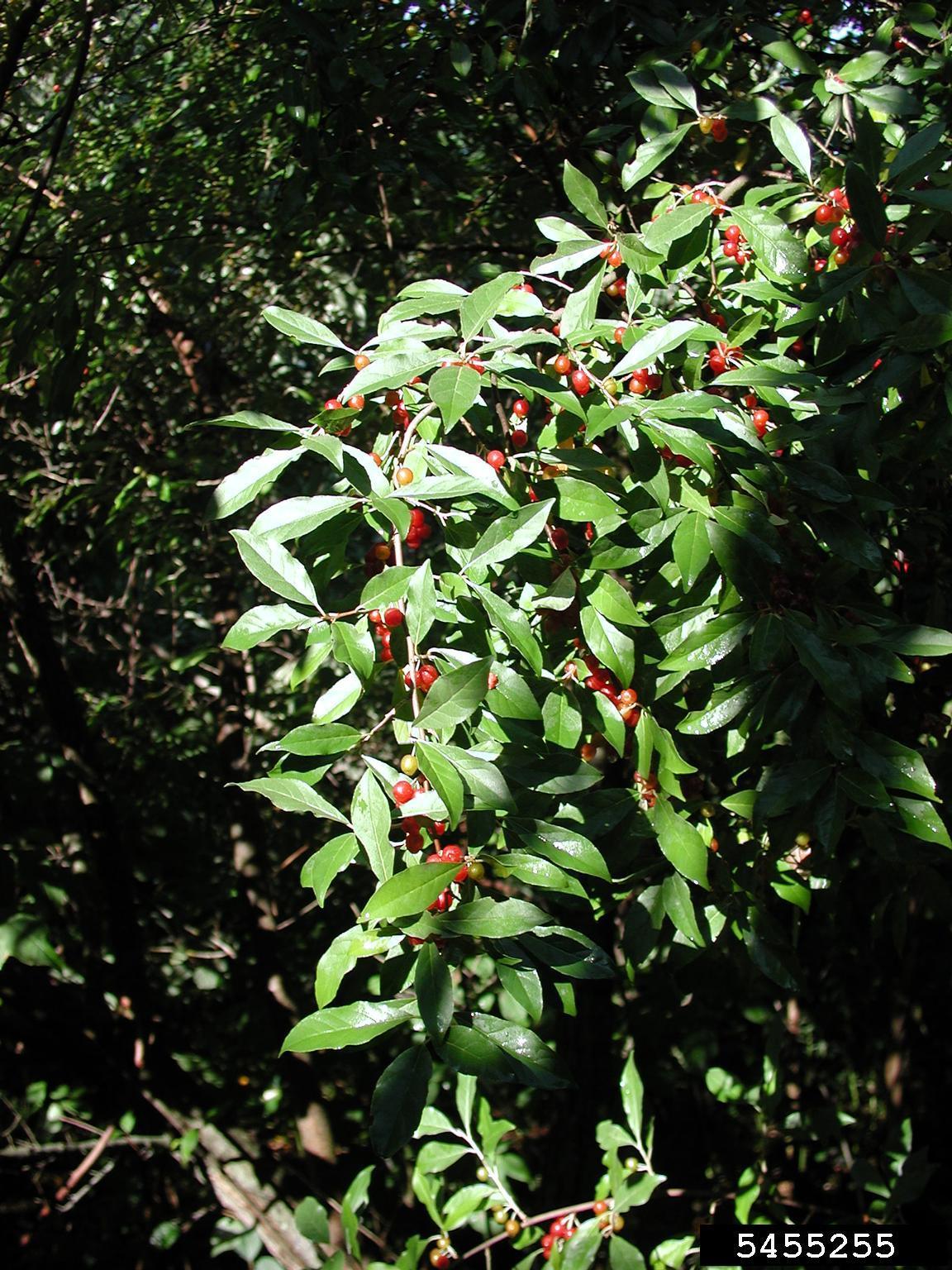 Invasives In Your Woodland Autumn Olive University Of Maryland Extension Invasives In Your Woodland Autumn Olive University Of Maryland Extension